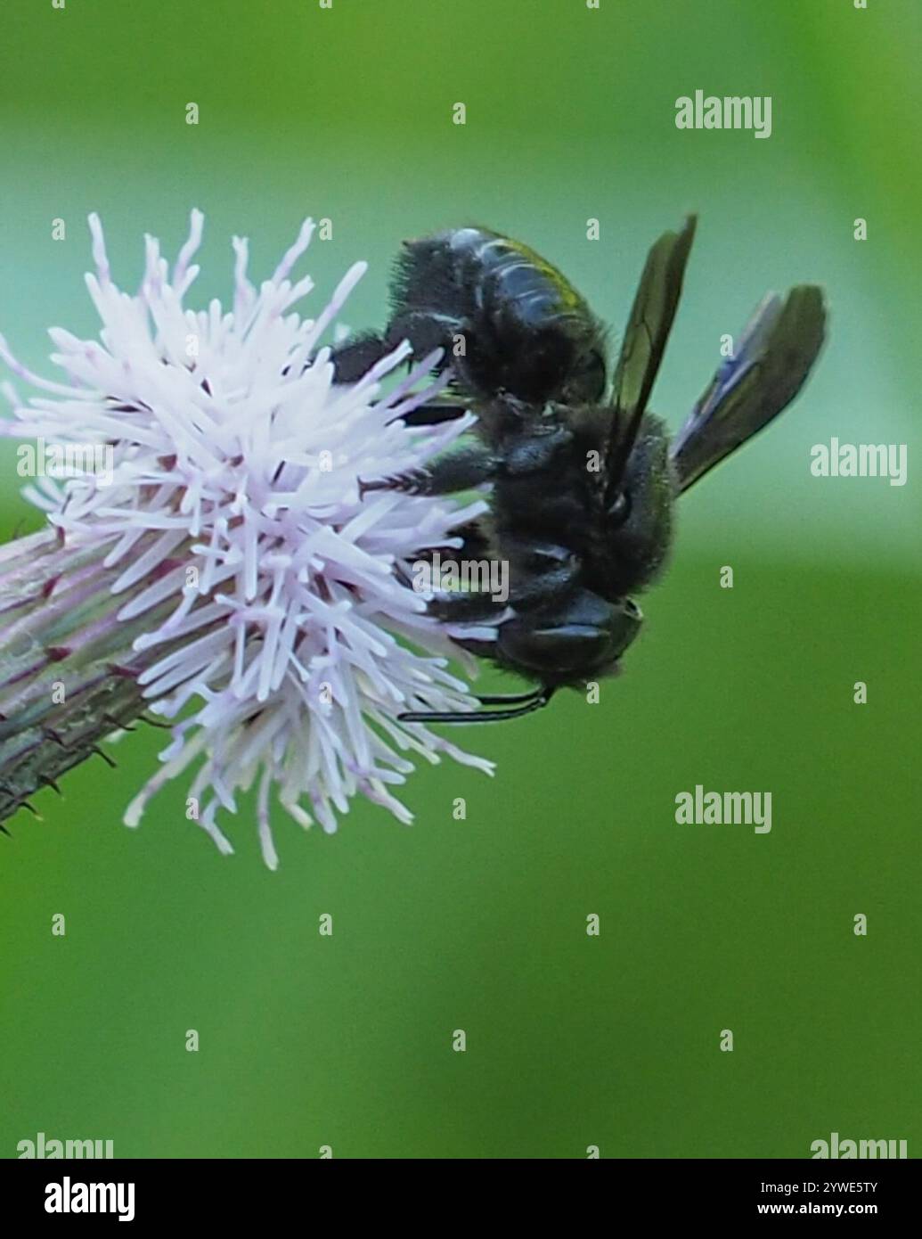 Carpenter-mimic Leafcutter Bee (Megachile xylocopoides Stock Photo - Alamy