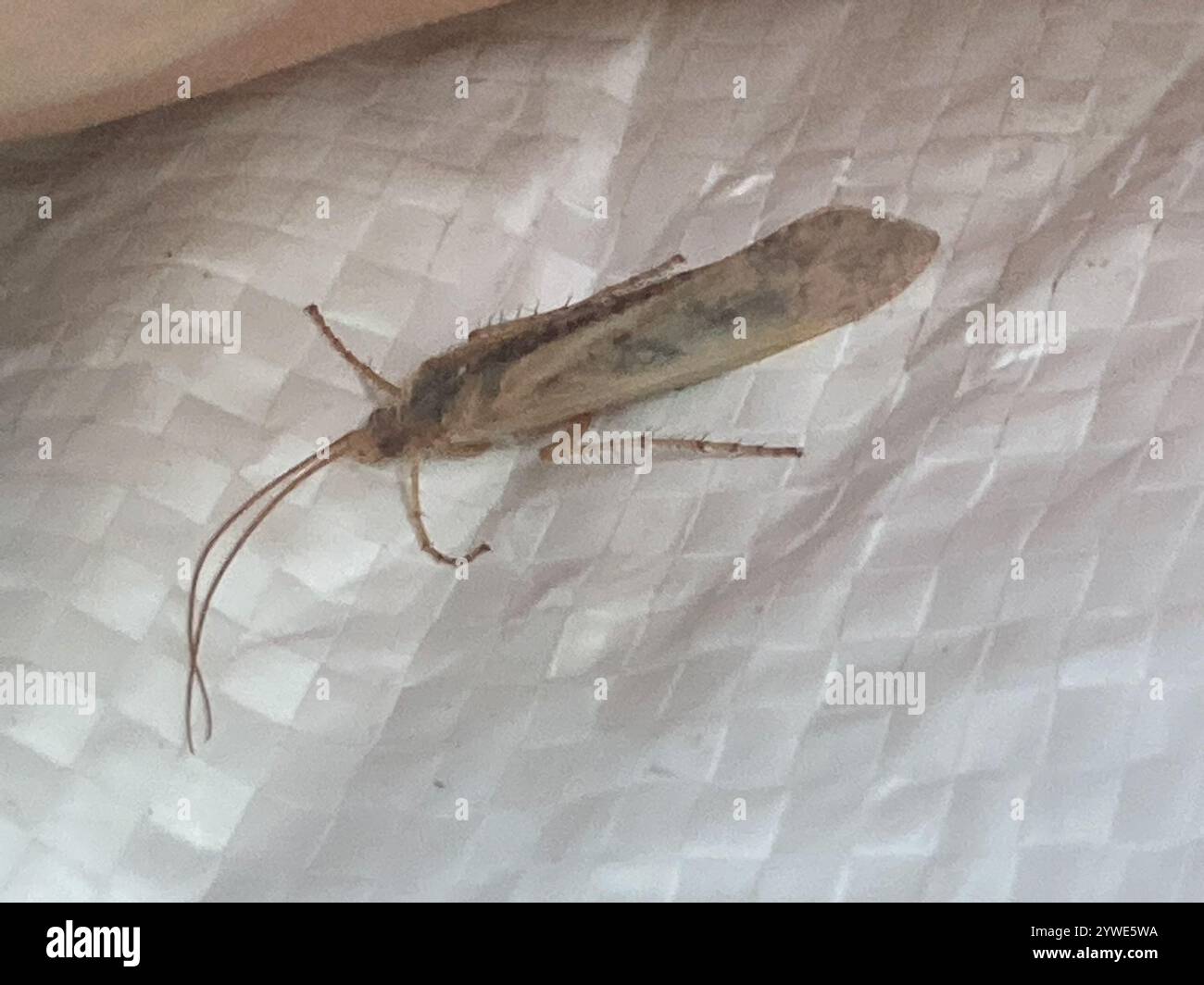 Winged and Once-winged Insects (Pterygota Stock Photo - Alamy