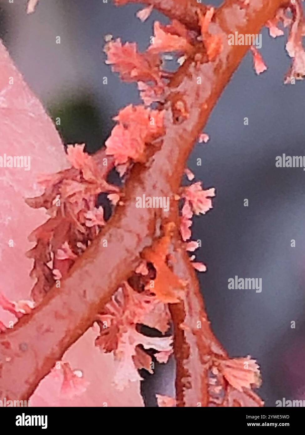 Microcladia hi-res stock photography and images - Alamy