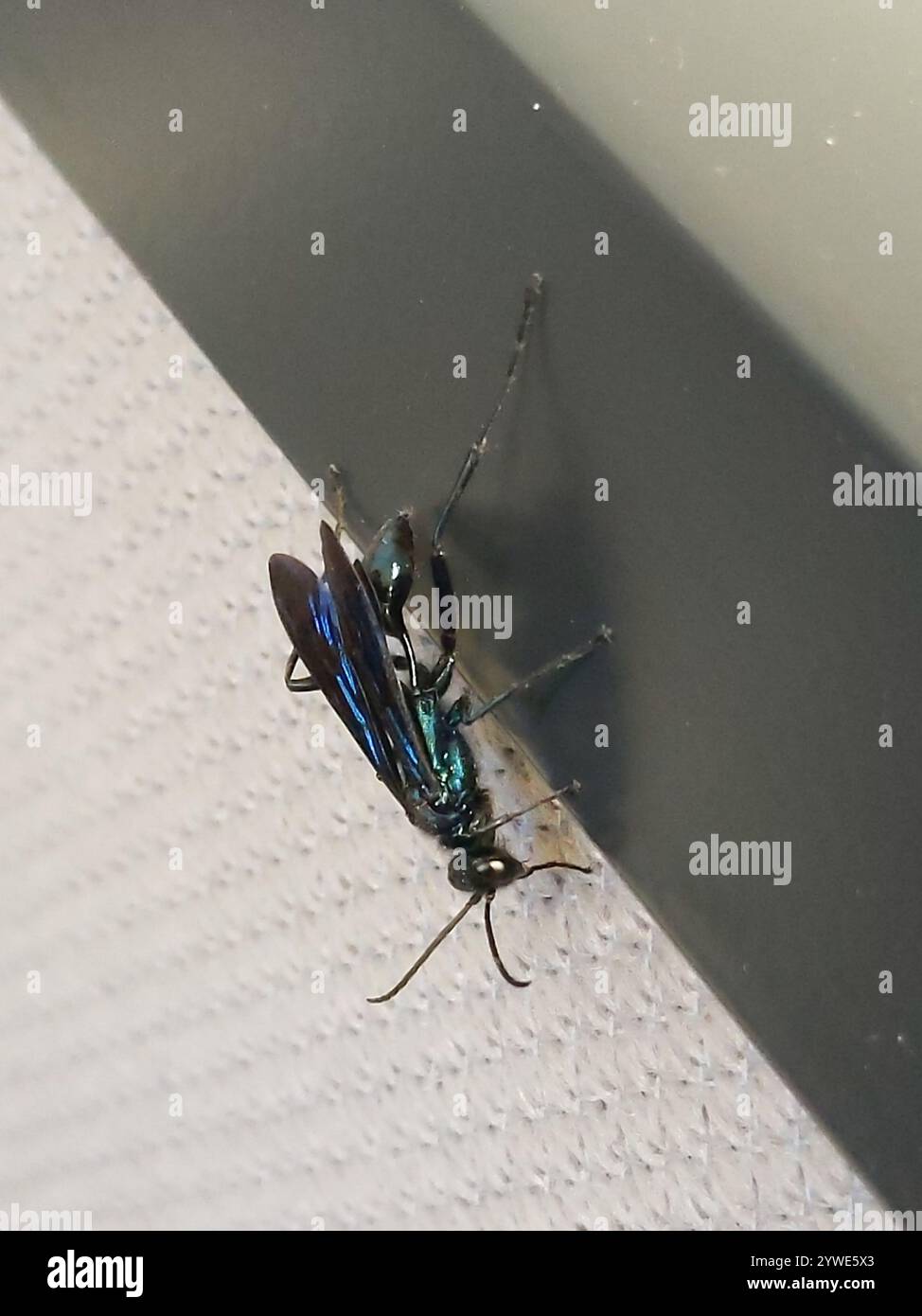 Nearctic Blue Mud-dauber Wasp (Chalybion californicum Stock Photo - Alamy