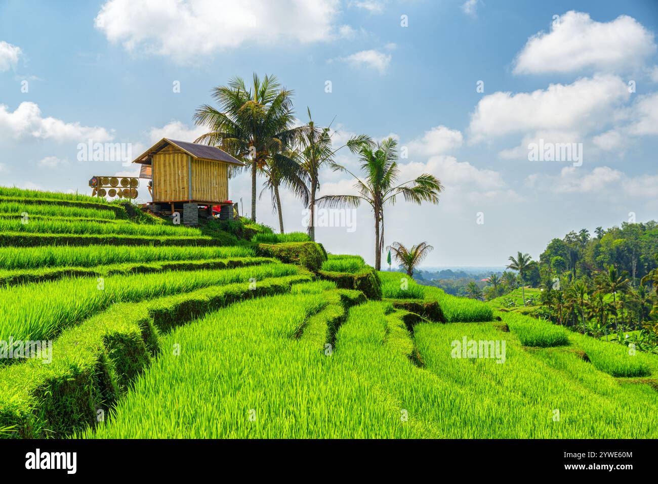 Awesome view of scenic rice terraces in Bali, Indonesia Stock Photo - Alamy