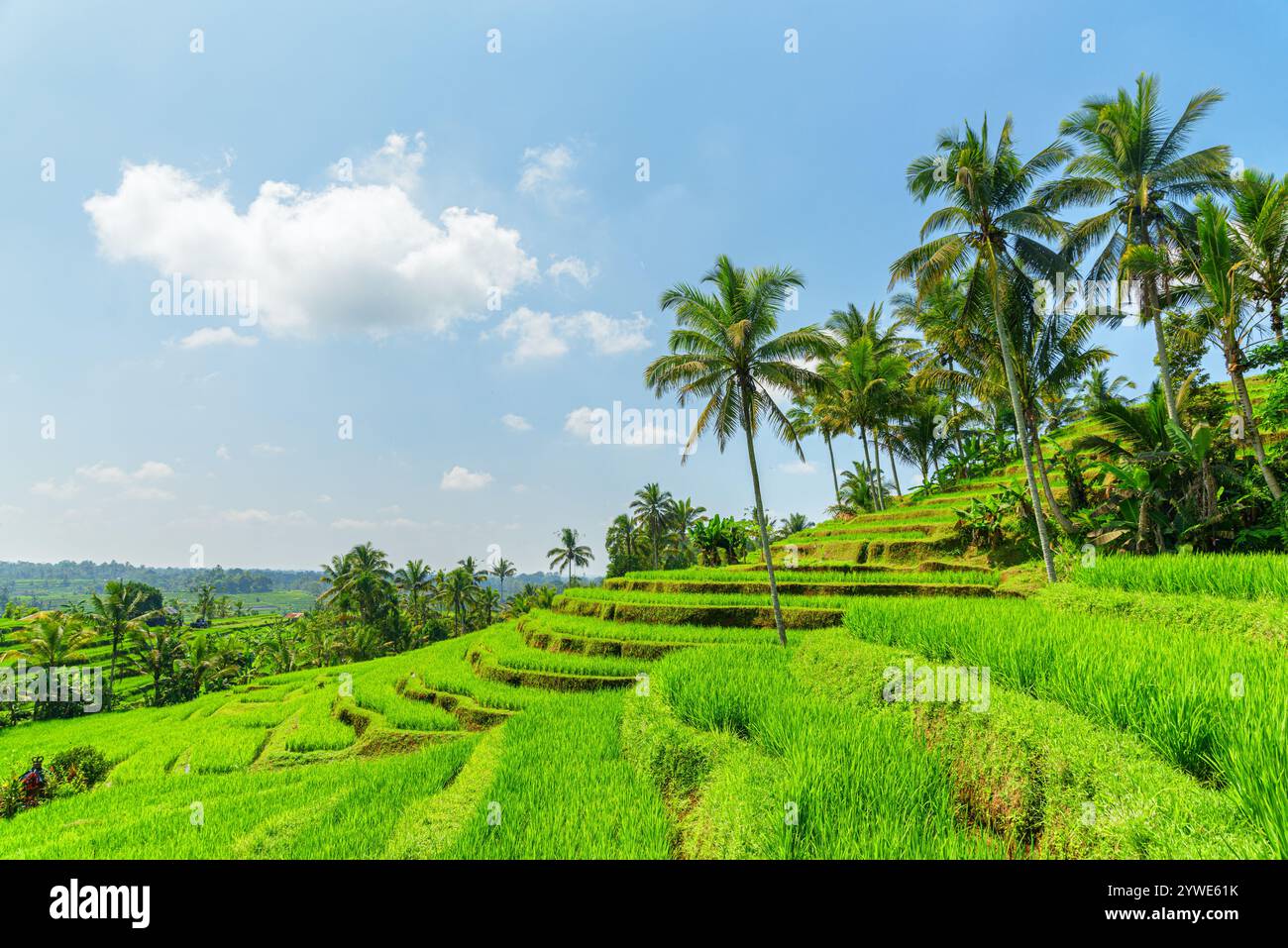 Awesome view of scenic rice terraces in Bali, Indonesia Stock Photo - Alamy