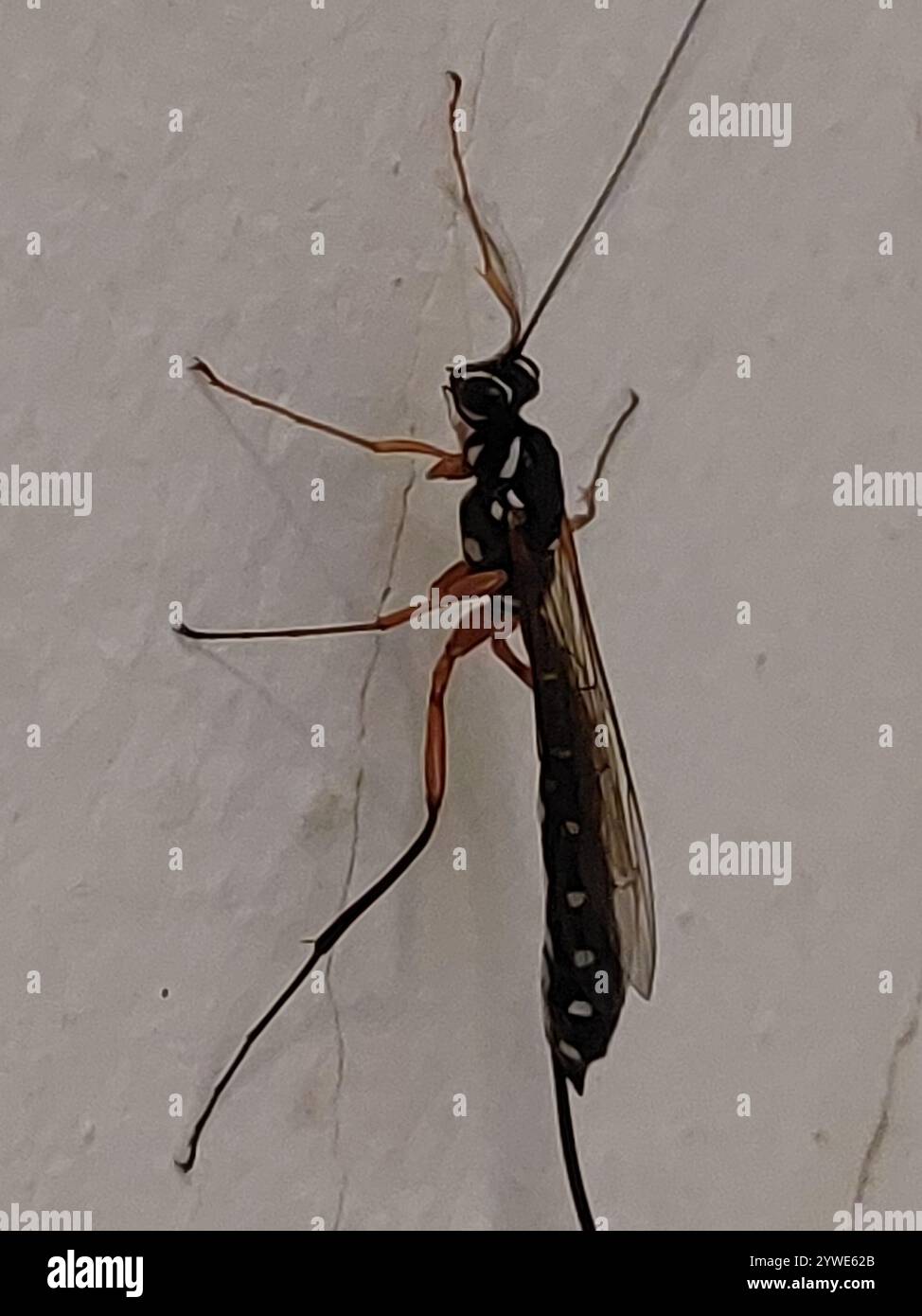 Sabre Wasp (Rhyssa persuasoria Stock Photo - Alamy