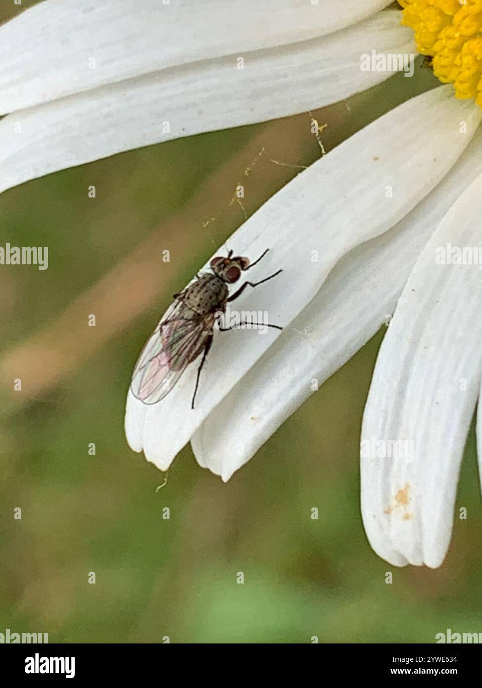 Seaweed Flies (Fucellia Stock Photo - Alamy