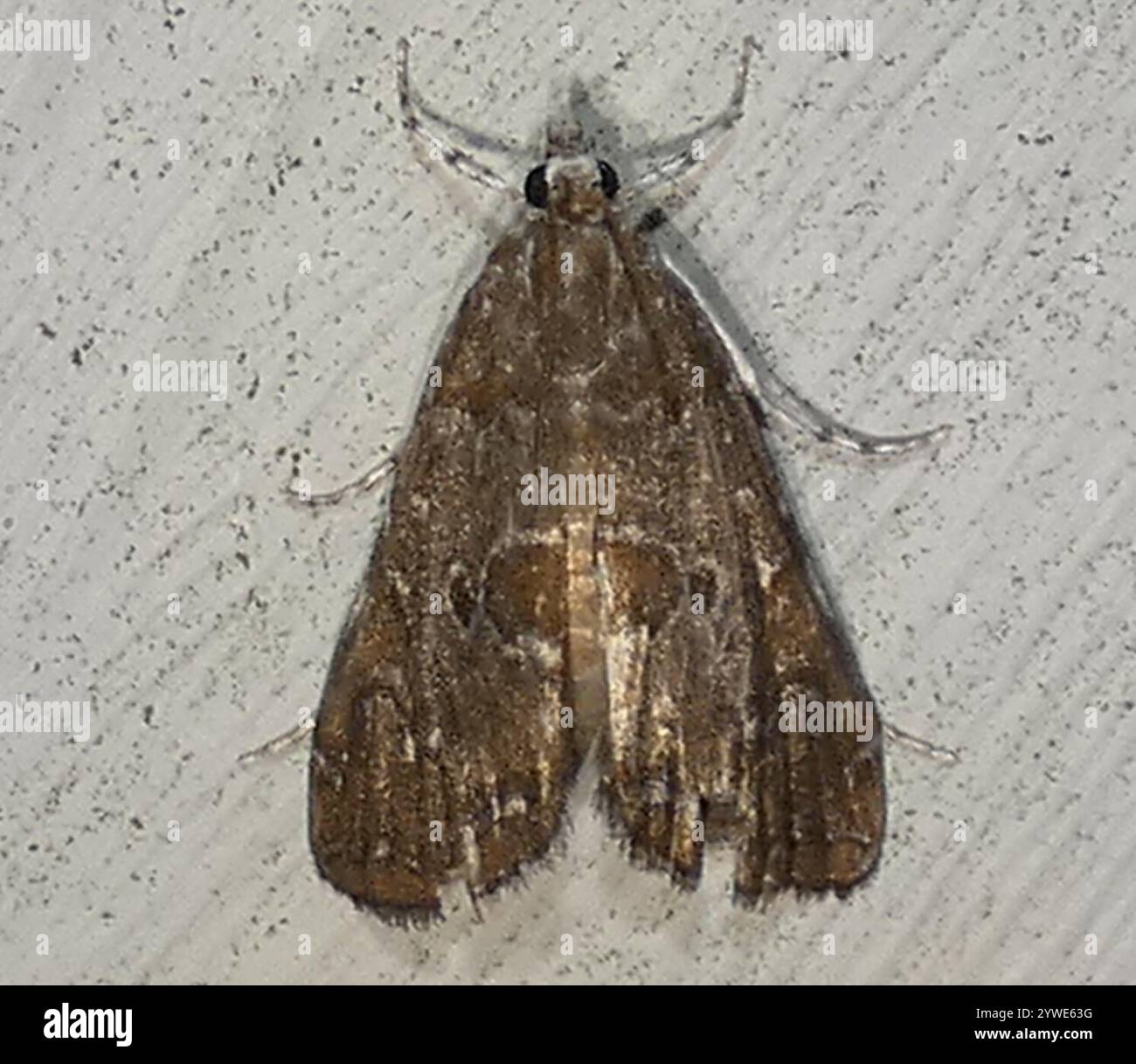 Waterlily Borer Moth (Elophila gyralis Stock Photo - Alamy