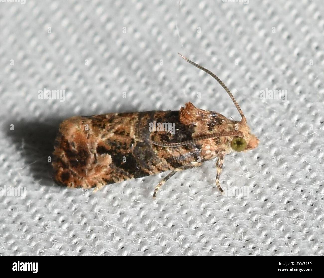 Verbena Bud Moth (Endothenia hebesana Stock Photo - Alamy