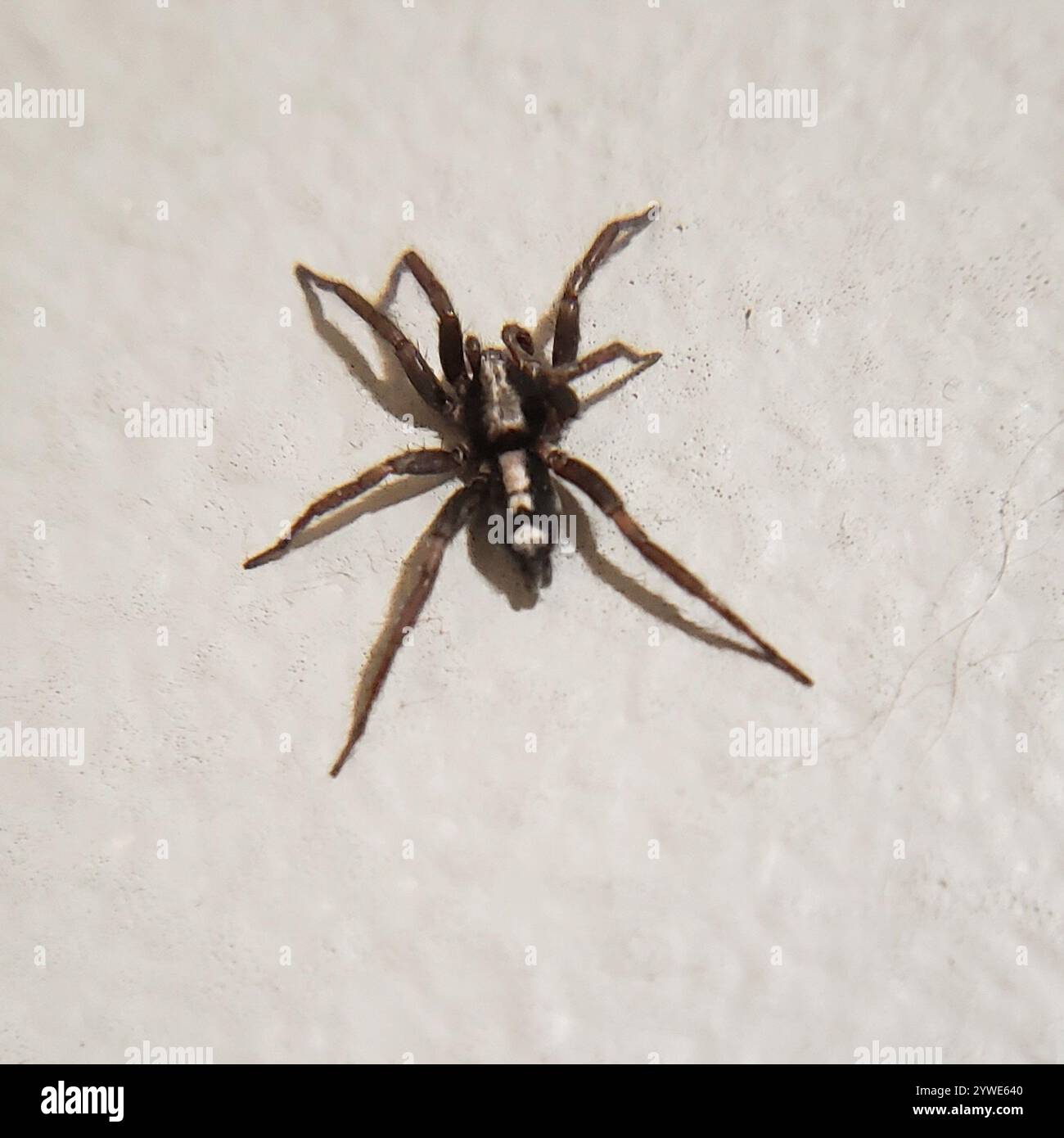 Eastern Parson Spider (Herpyllus ecclesiasticus Stock Photo - Alamy