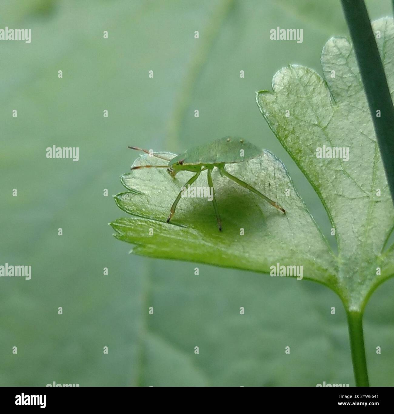 Green Shield Bug (Palomena prasina Stock Photo - Alamy