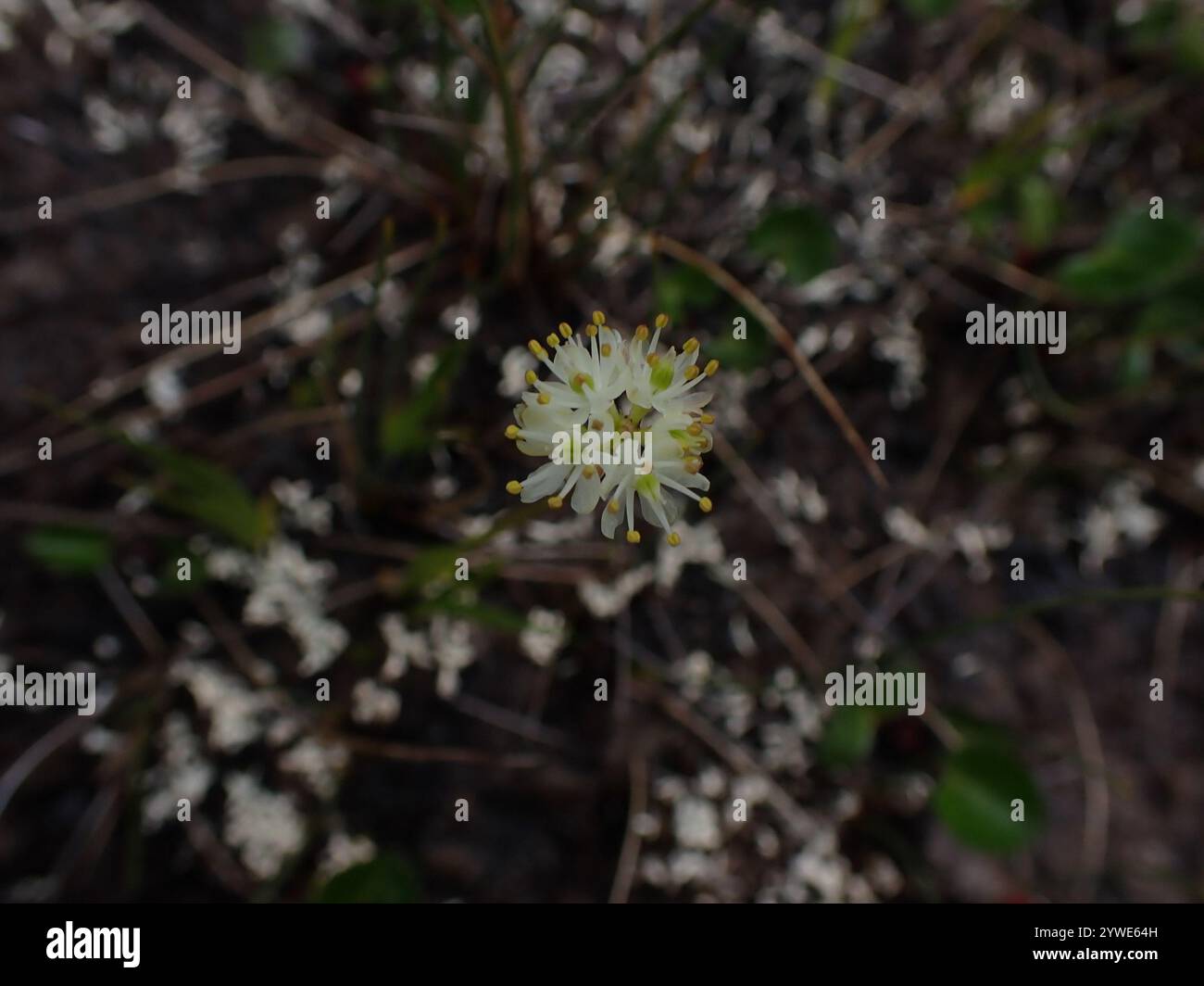 sticky false asphodels (Triantha Stock Photo - Alamy