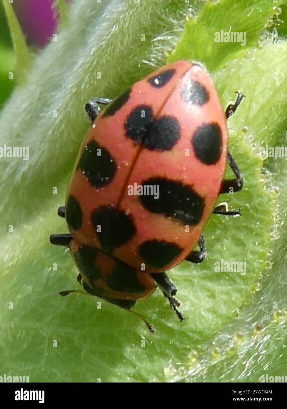Spotted Pink Lady Beetle (Coleomegilla maculata Stock Photo - Alamy