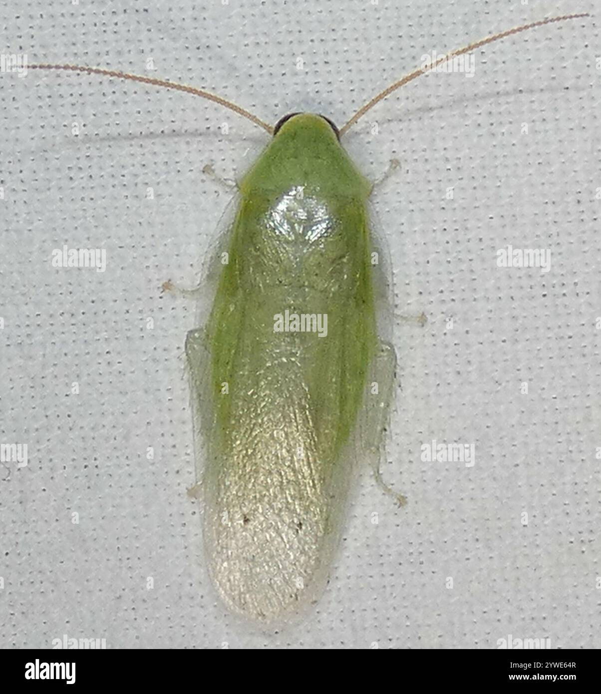 Banana Cockroach (Panchlora nivea Stock Photo - Alamy