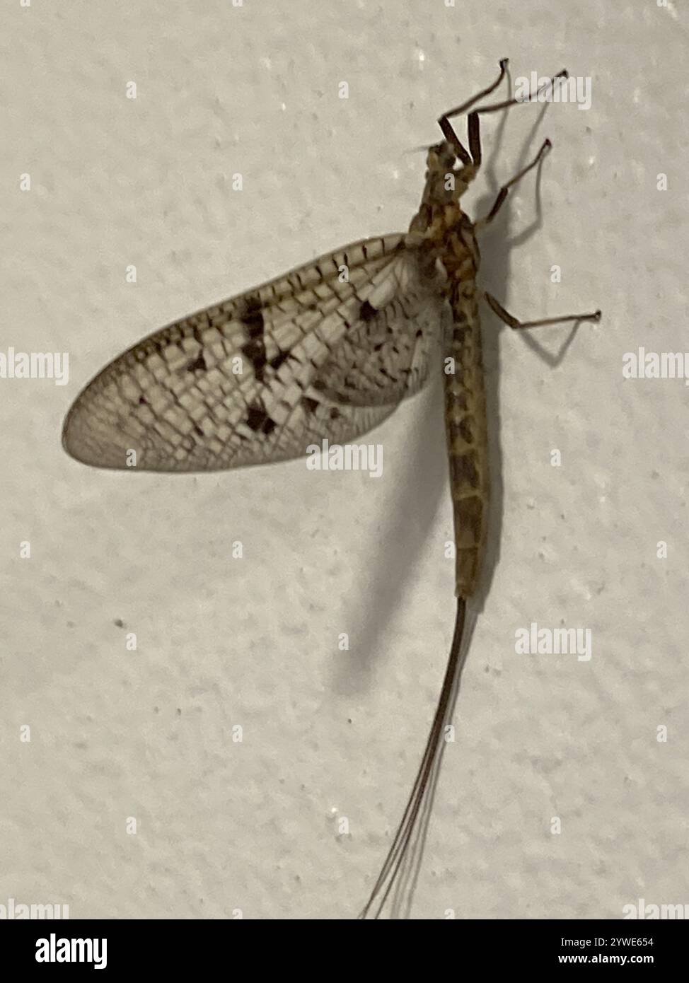 Green Drakes (Ephemera Stock Photo - Alamy