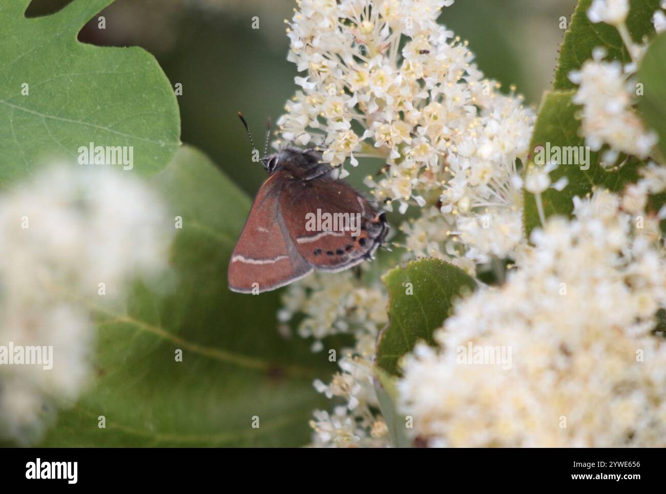 Callophrys spinetorum hi-res stock photography and images - Alamy