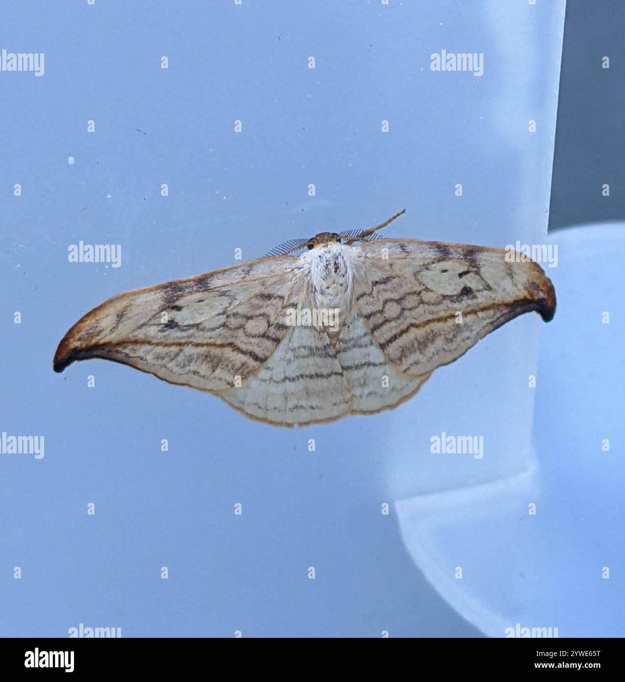 Arched Hooktip Moth (Drepana arcuata Stock Photo - Alamy