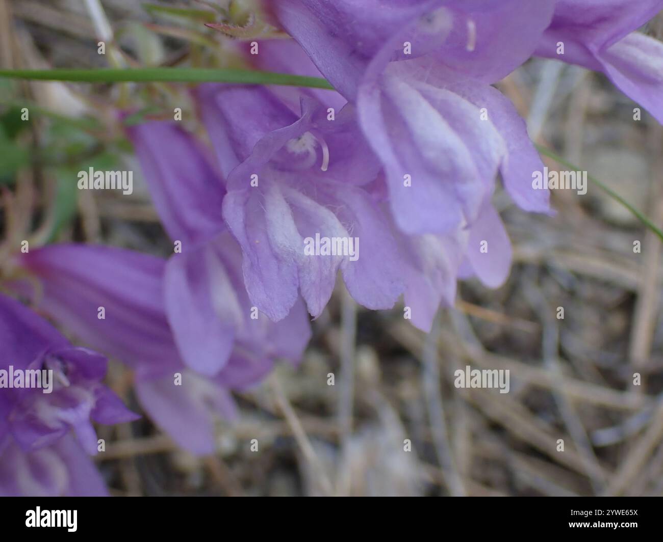 Littleleaf Bush Penstemon (Penstemon fruticosus scouleri Stock Photo ...