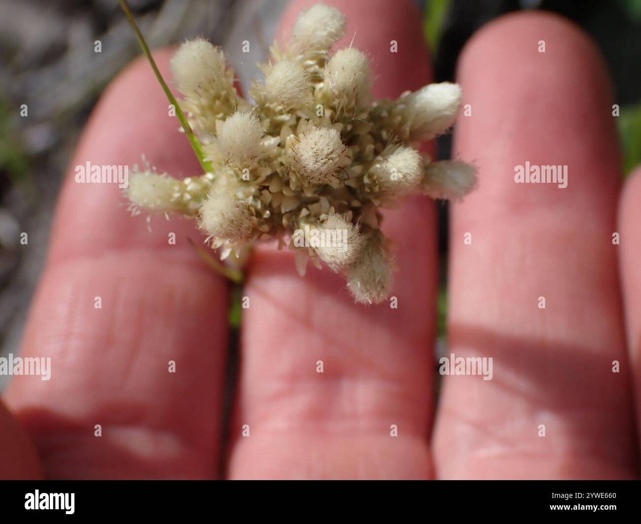 Small Pussytoes (Antennaria howellii Stock Photo - Alamy