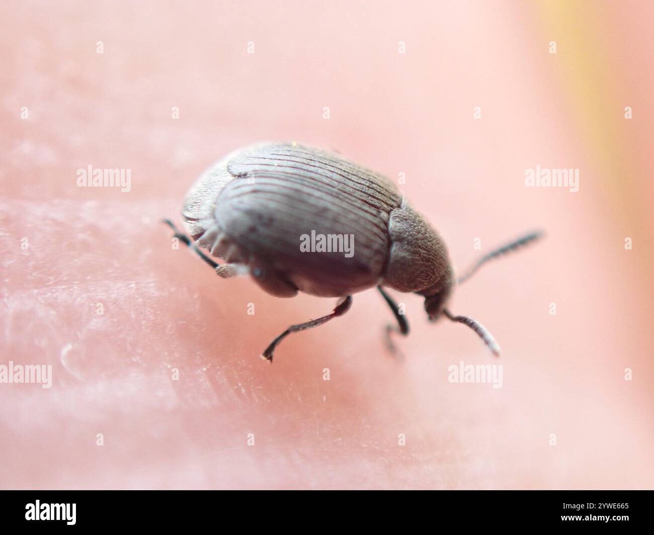 Broom Seed Beetle (Bruchidius villosus Stock Photo - Alamy