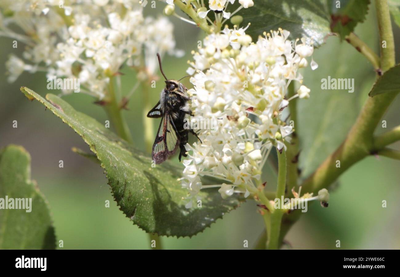 Fireweed Clearwing Moth (Albuna pyramidalis Stock Photo - Alamy