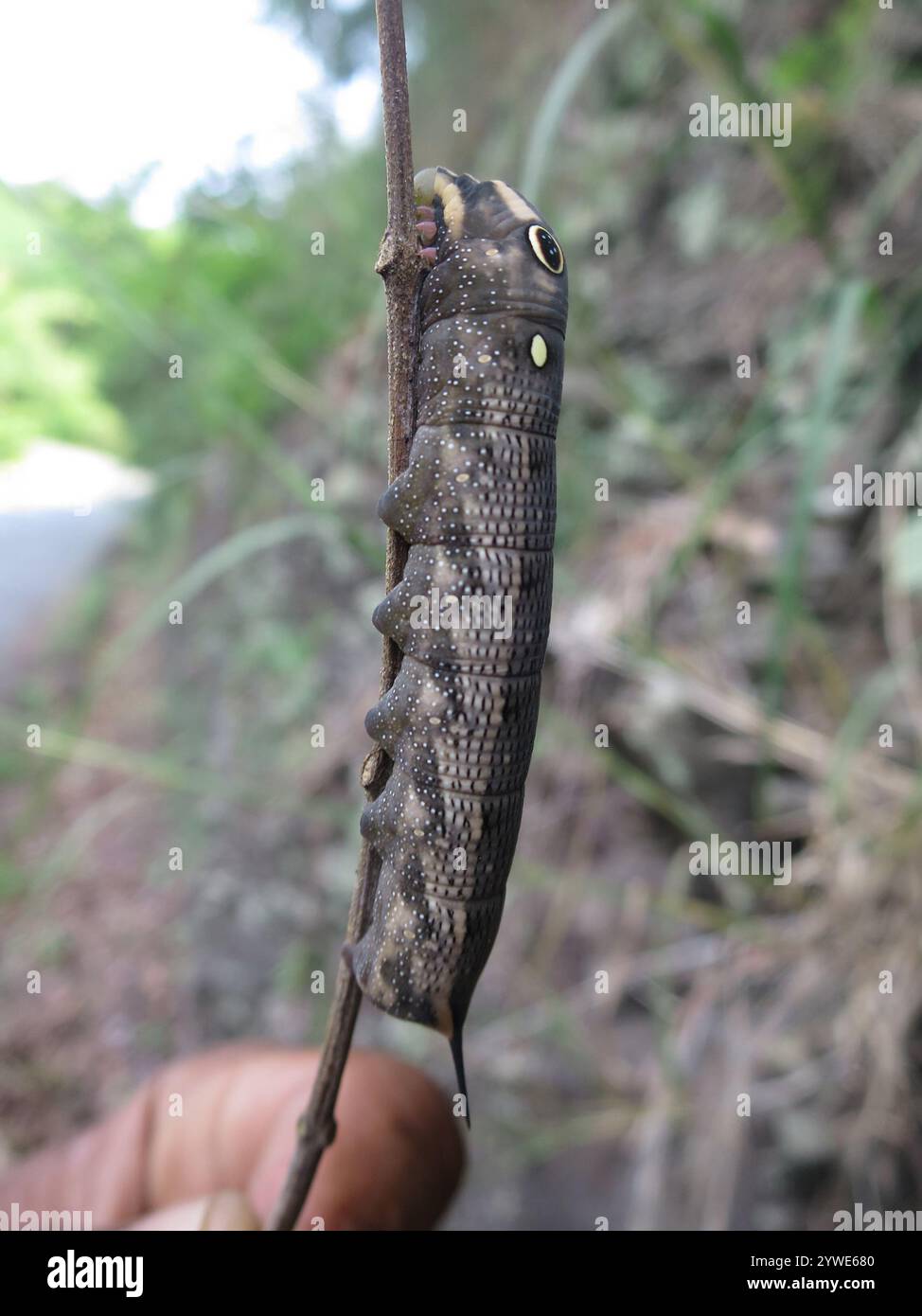 Vine Hawkmoth (Hippotion celerio Stock Photo - Alamy