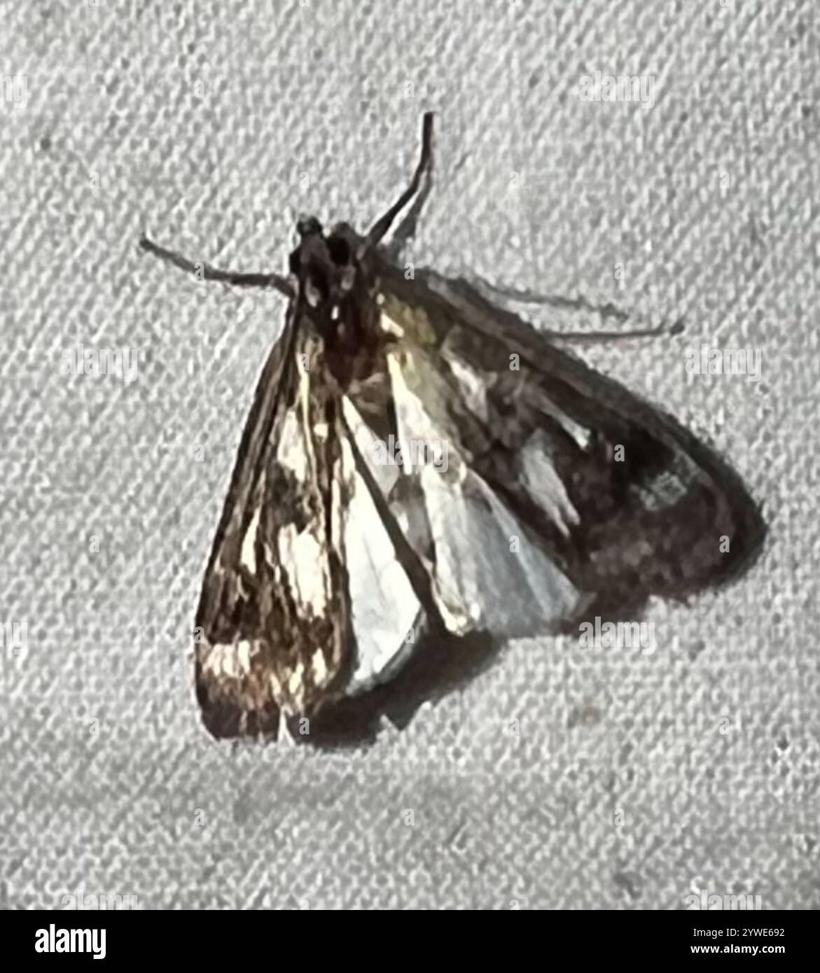 Polymorphic Pondweed Moth (Parapoynx maculalis Stock Photo - Alamy