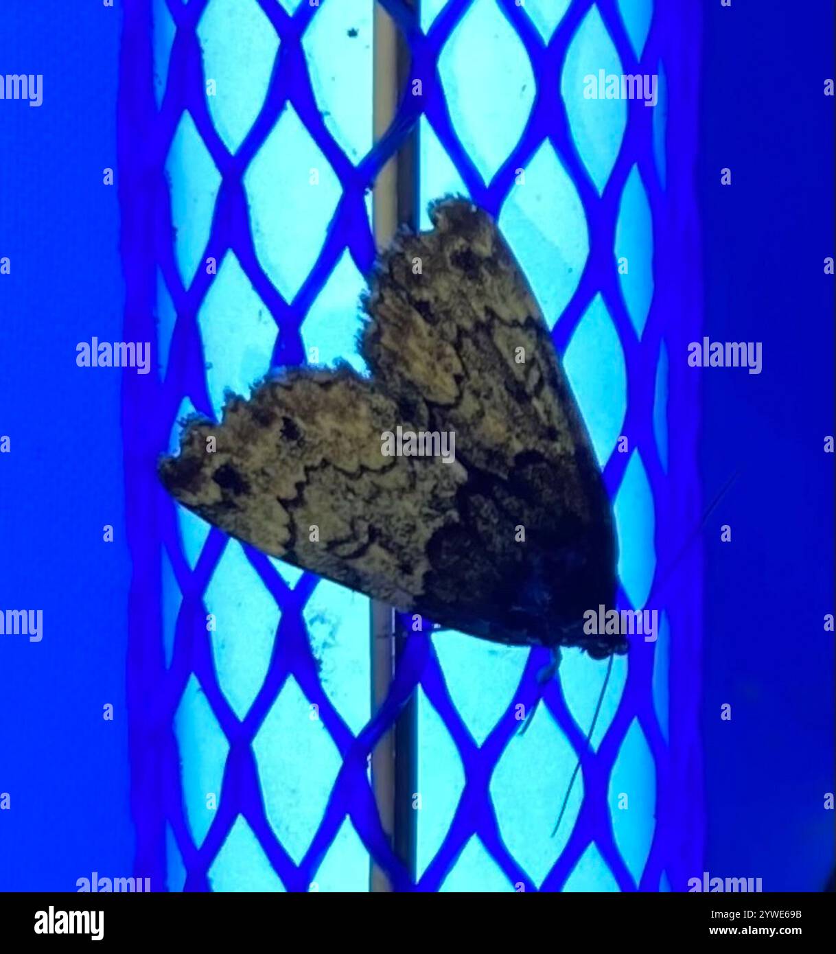 False Underwing (Allotria elonympha Stock Photo - Alamy