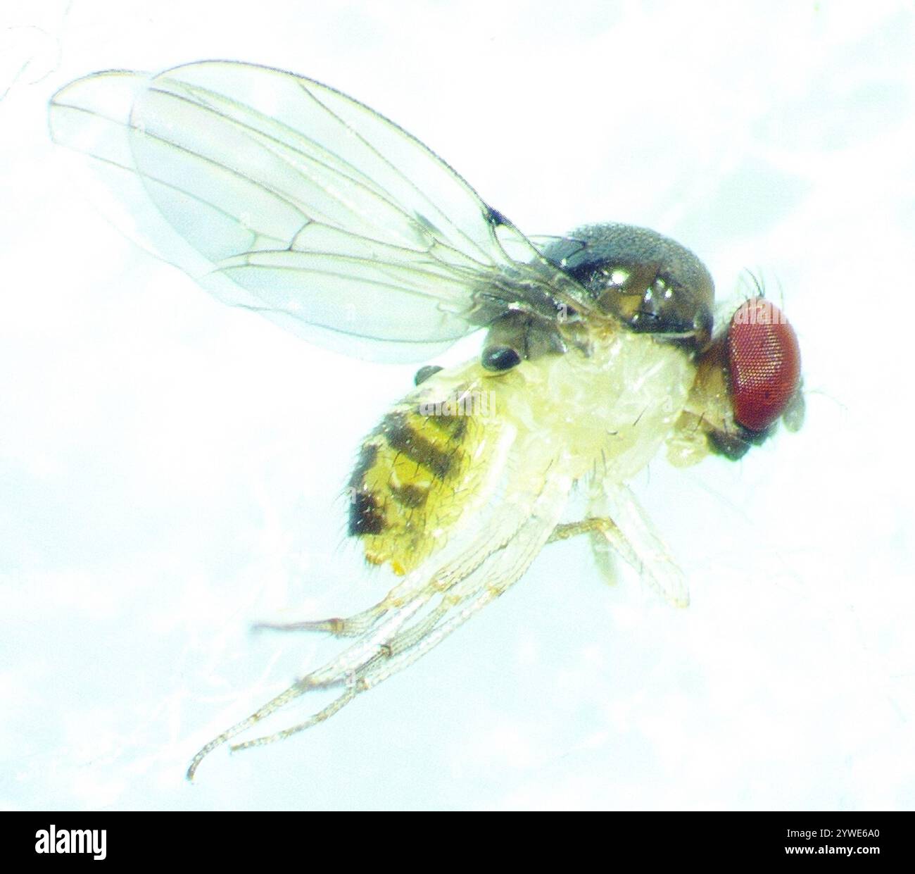 Mycodrosophila hi-res stock photography and images - Alamy