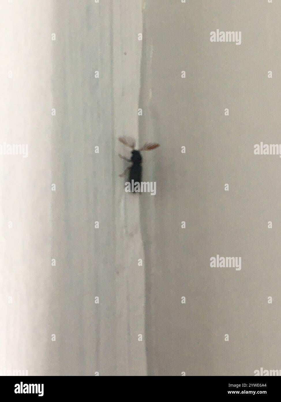 Death-watch Beetles (Ptilinus Stock Photo - Alamy