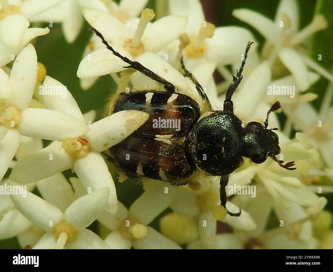 Bee-like Flower Scarab (Trichiotinus piger Stock Photo - Alamy