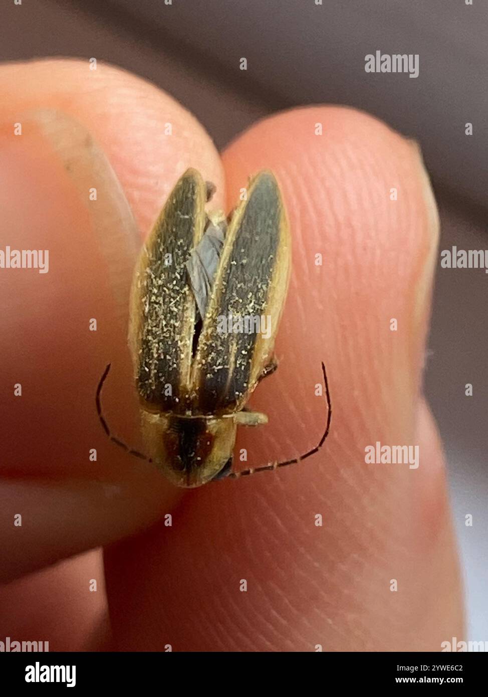 Photuris hi-res stock photography and images - Alamy