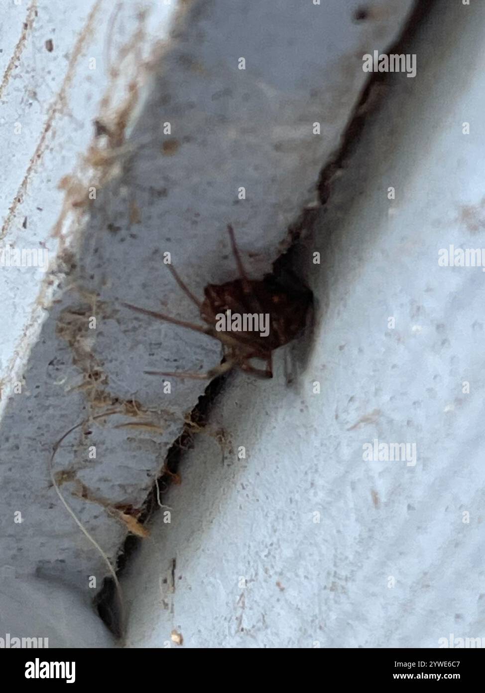 Common House Spider (Parasteatoda tepidariorum Stock Photo - Alamy
