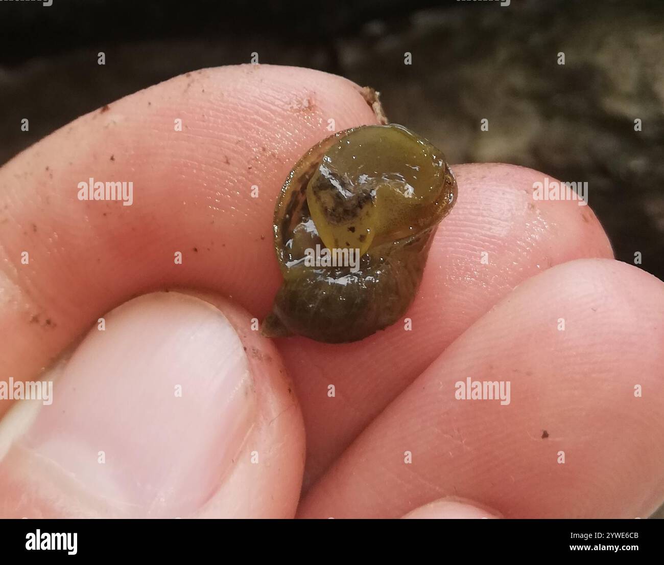 Big-eared Radix (Radix auricularia Stock Photo - Alamy