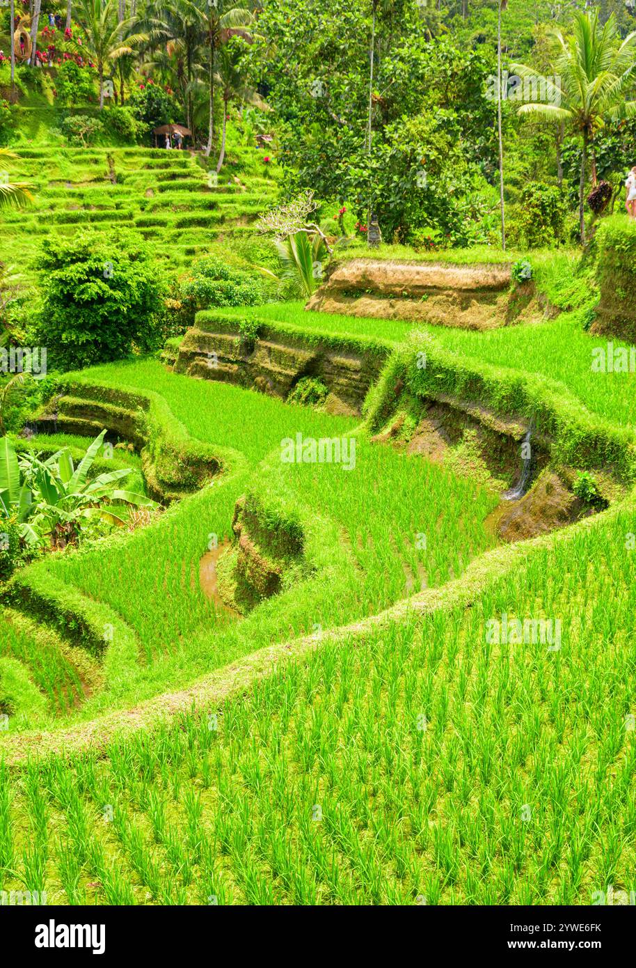 Awesome view of scenic rice terraces in Bali, Indonesia Stock Photo - Alamy