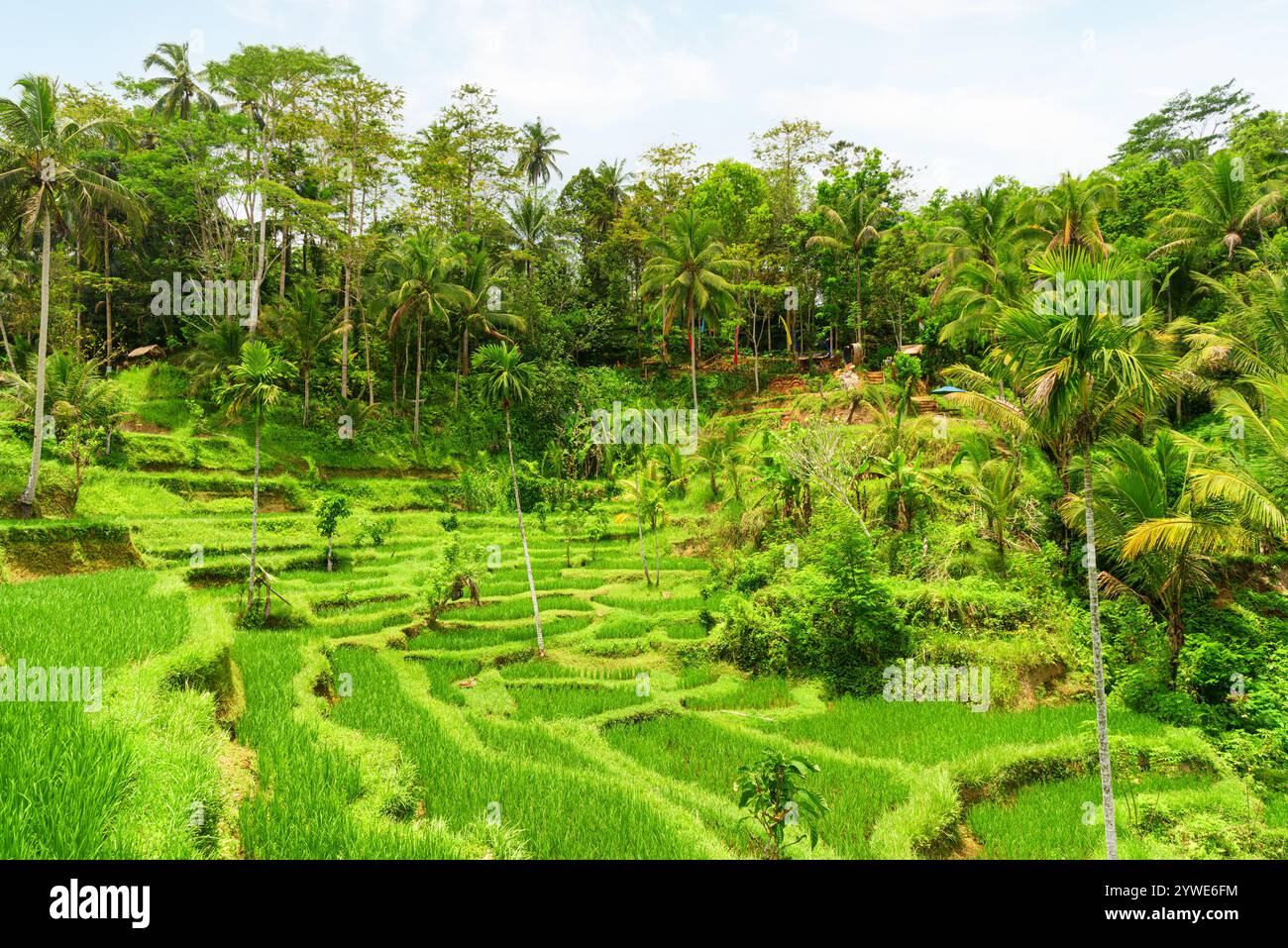Awesome view of scenic rice terraces in Bali, Indonesia Stock Photo - Alamy