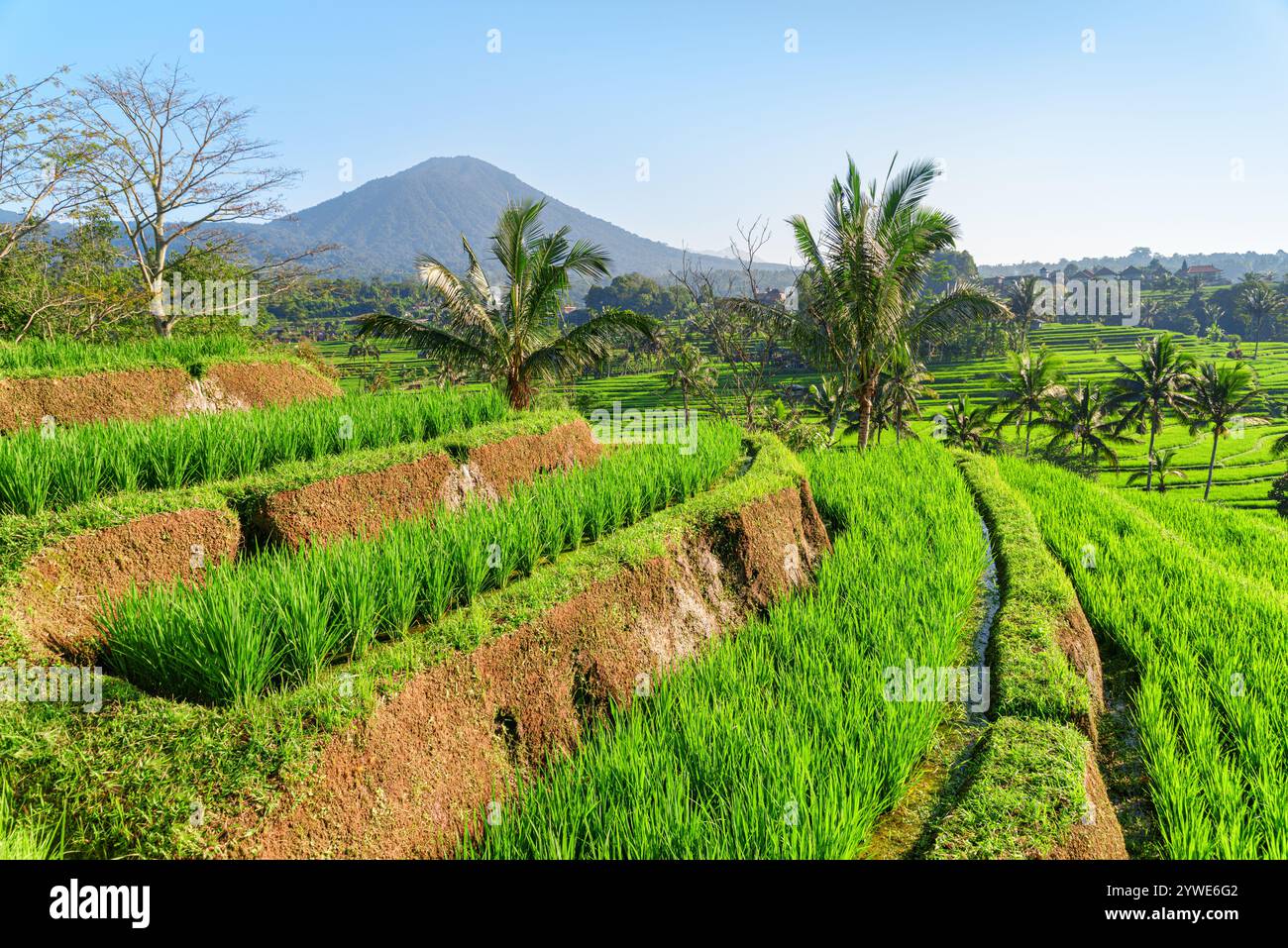 Awesome view of scenic rice terraces in Bali, Indonesia Stock Photo - Alamy