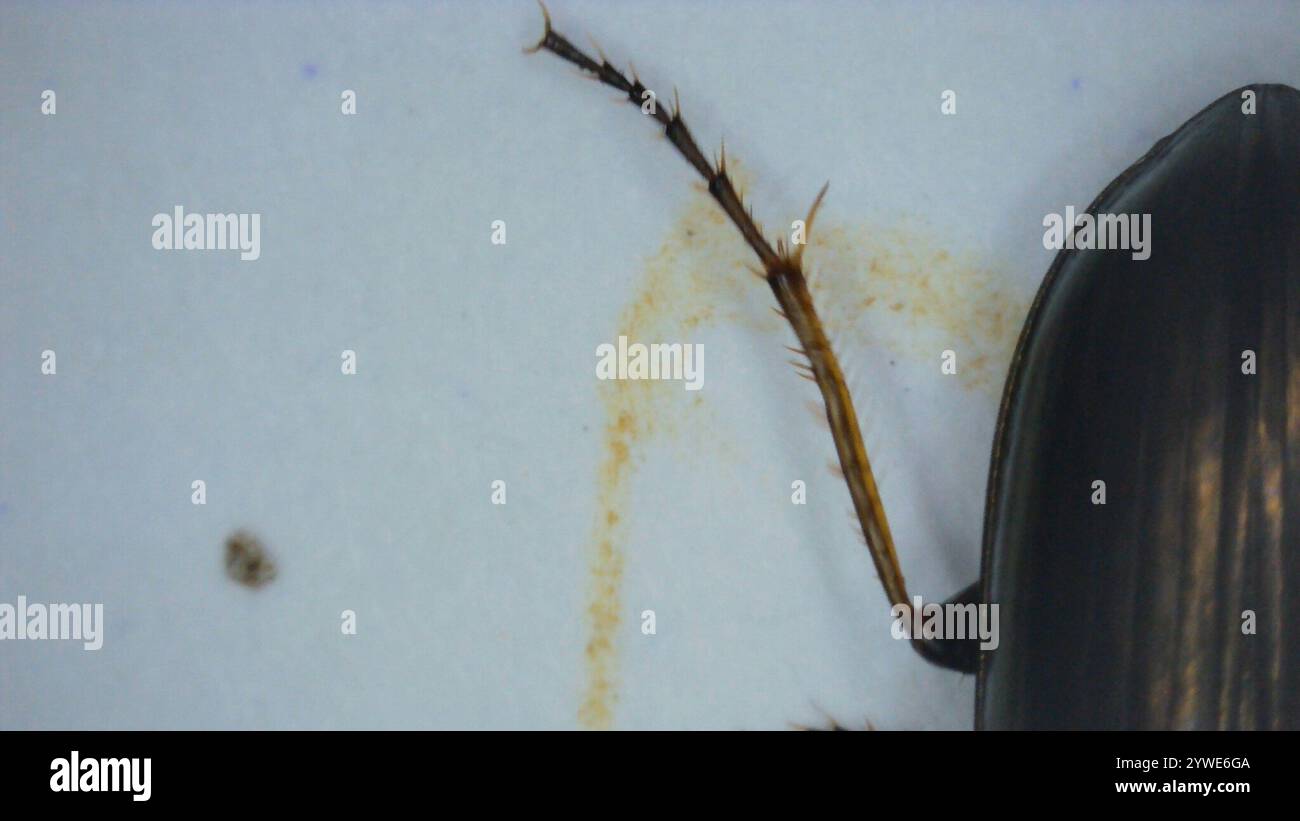 Common Sun Beetle (Amara aenea Stock Photo - Alamy