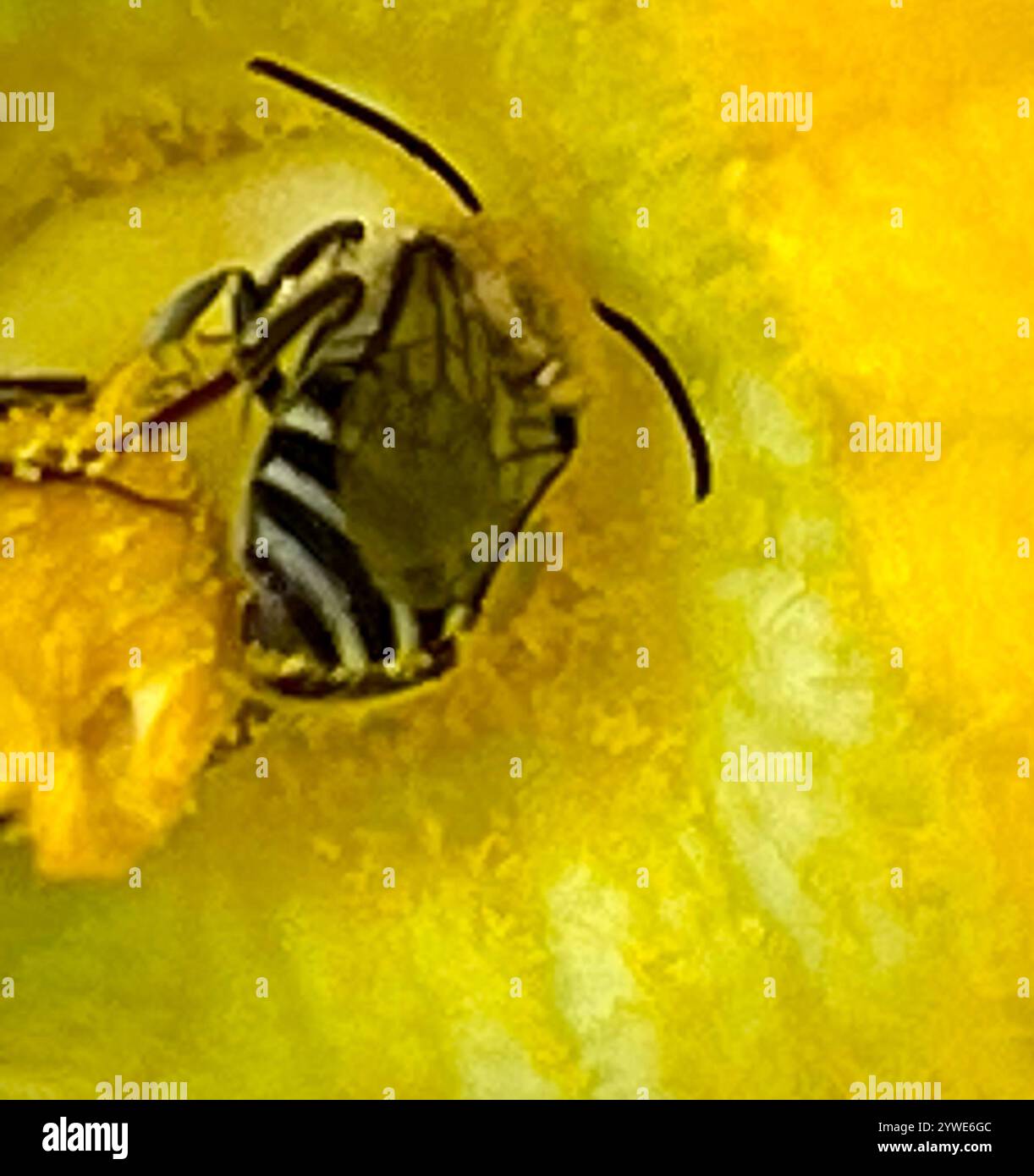Pruinose Squash Bee (Peponapis pruinosa Stock Photo - Alamy