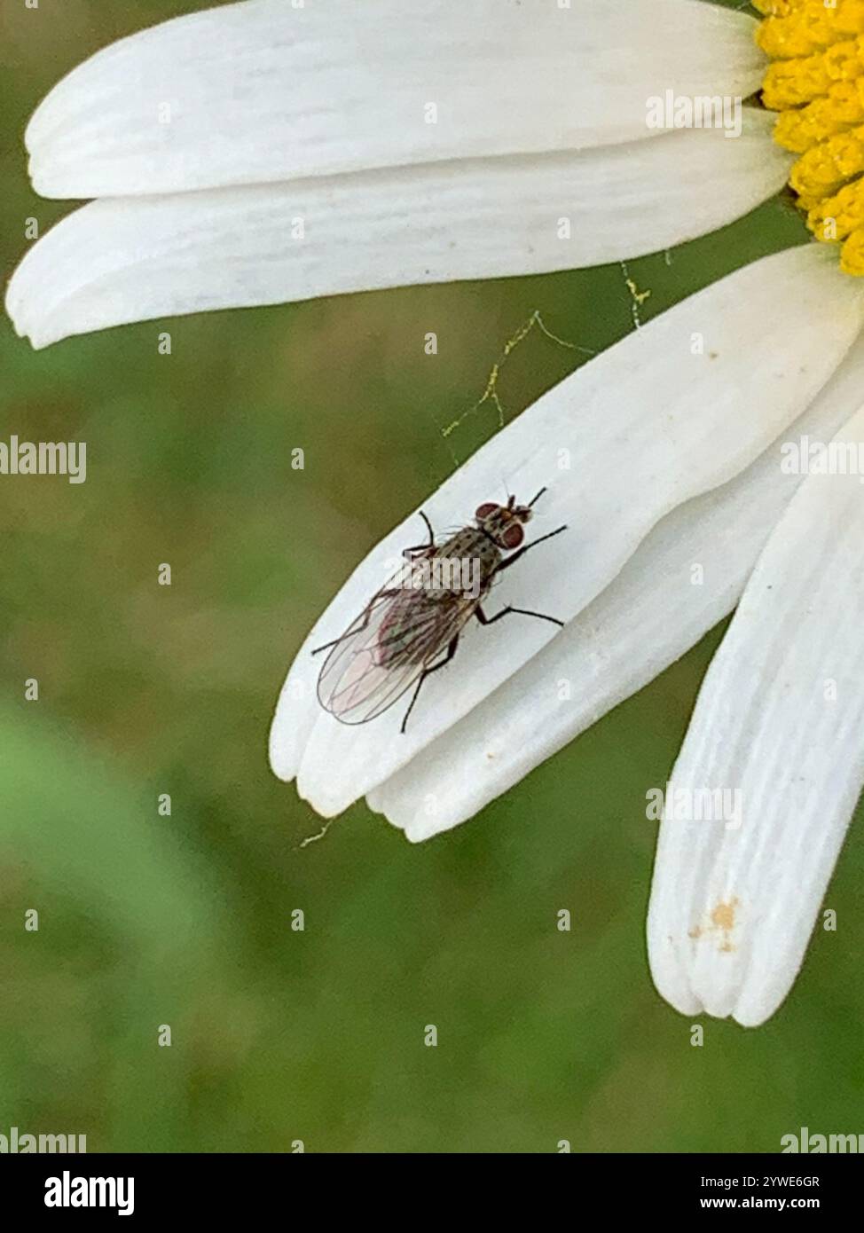 Seaweed Flies (Fucellia Stock Photo - Alamy