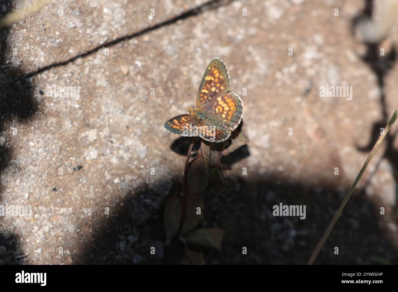 Field Crescent (Phyciodes pulchella Stock Photo - Alamy