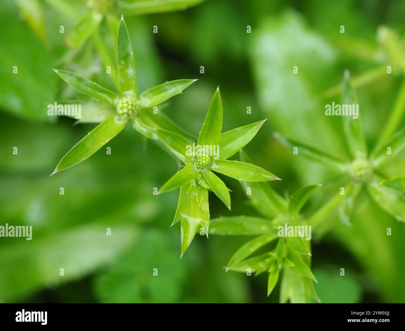 Mexican Culantro (Eryngium foetidum Stock Photo - Alamy