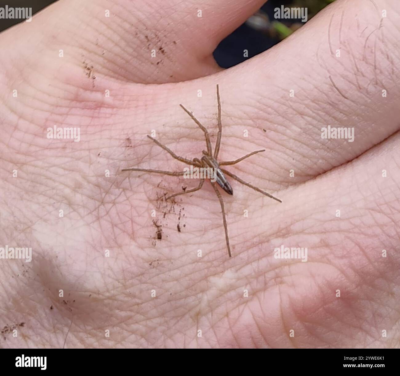 Slender Crab Spiders (Tibellus Stock Photo - Alamy