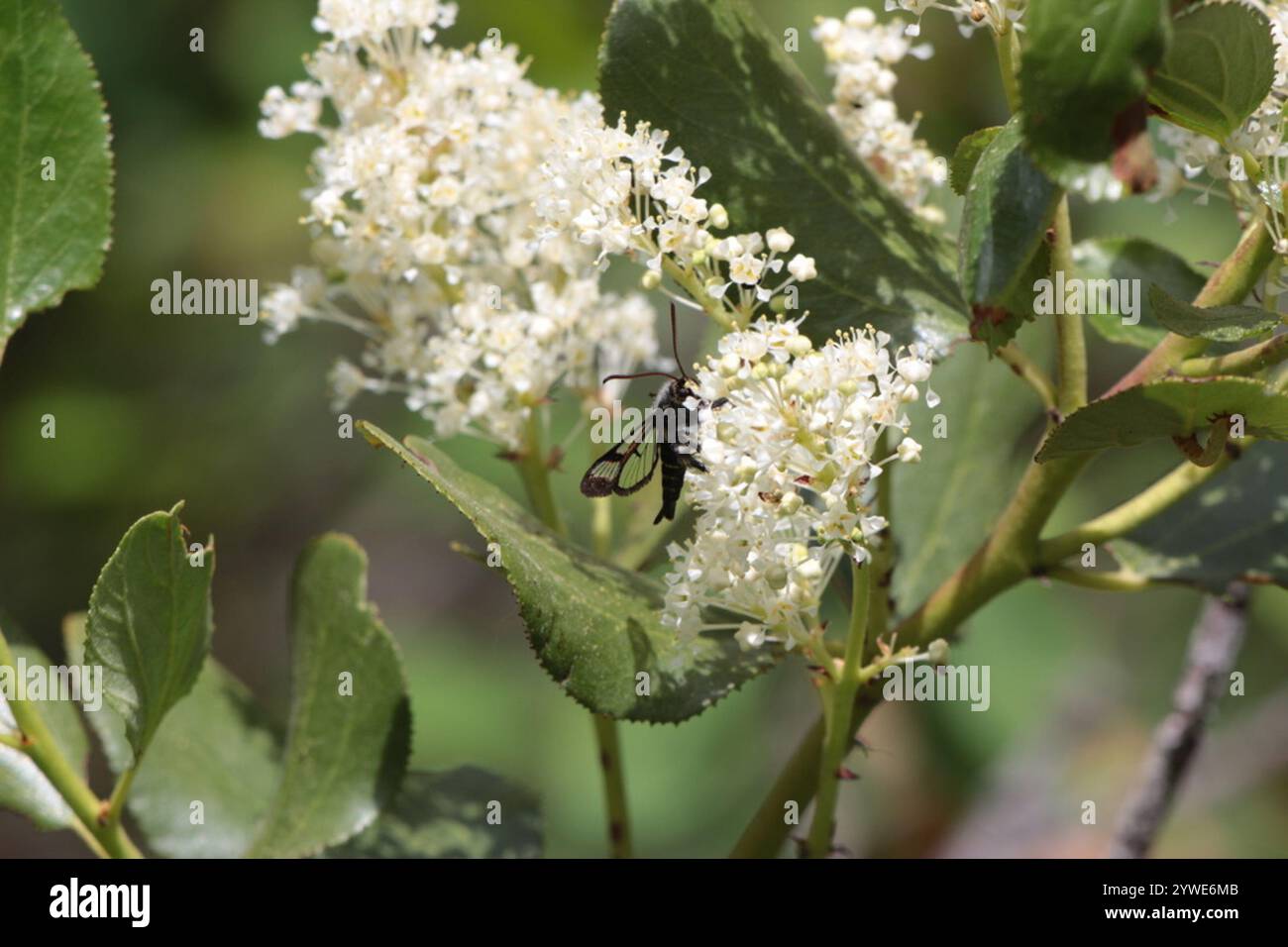 Fireweed Clearwing Moth (Albuna pyramidalis Stock Photo - Alamy