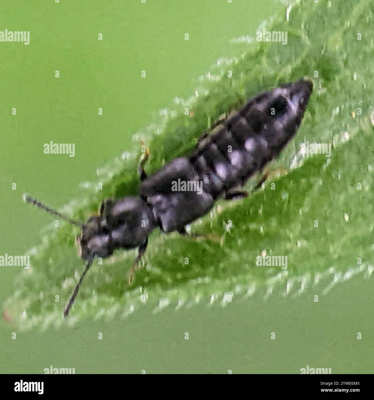 Rove Beetles (Staphylinidae Stock Photo - Alamy