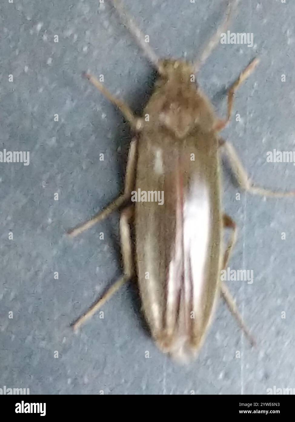 Punctate Synchronized Bark Beetle (Synchroa punctata Stock Photo - Alamy