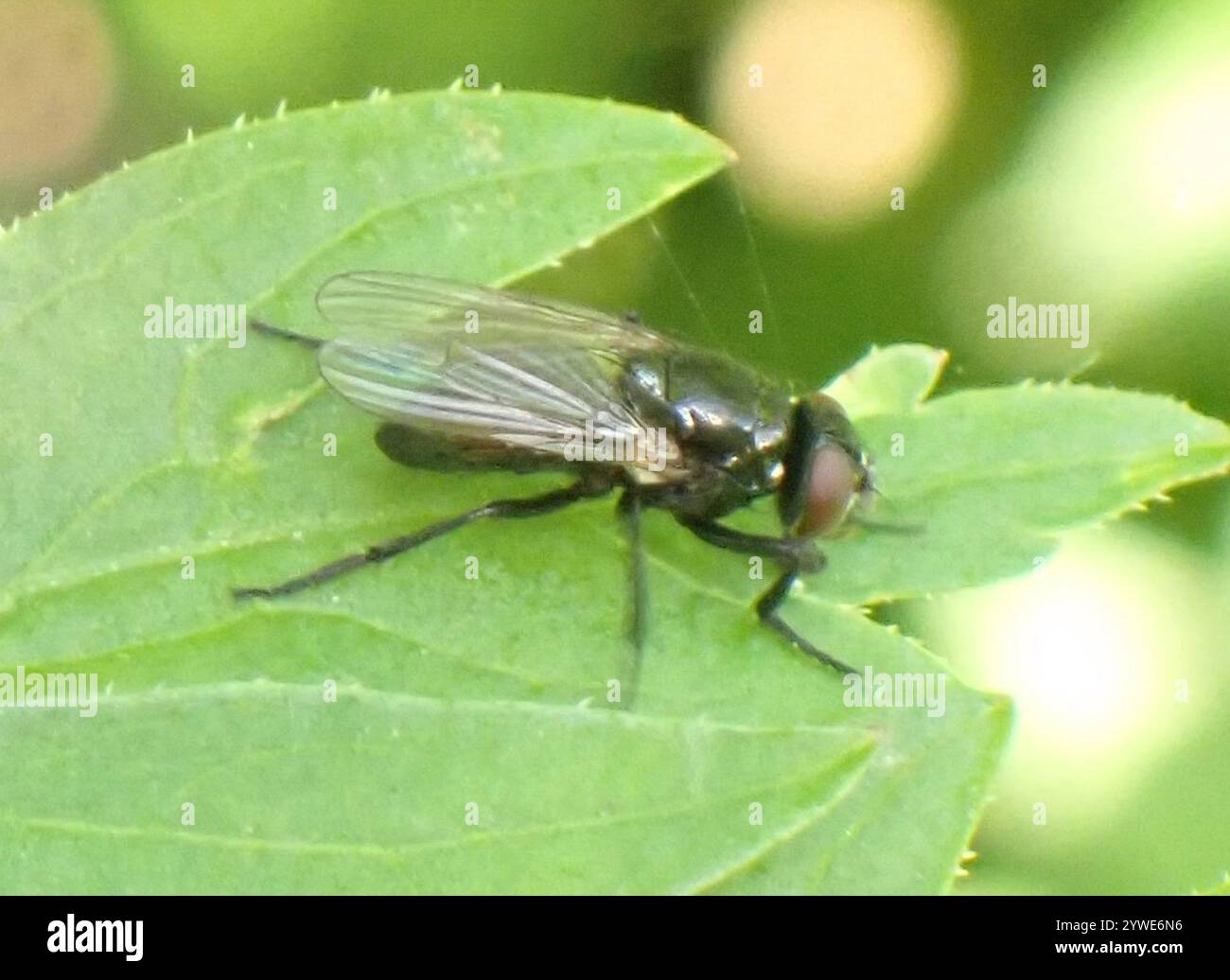 Black Dump Flies (Hydrotaea Stock Photo - Alamy