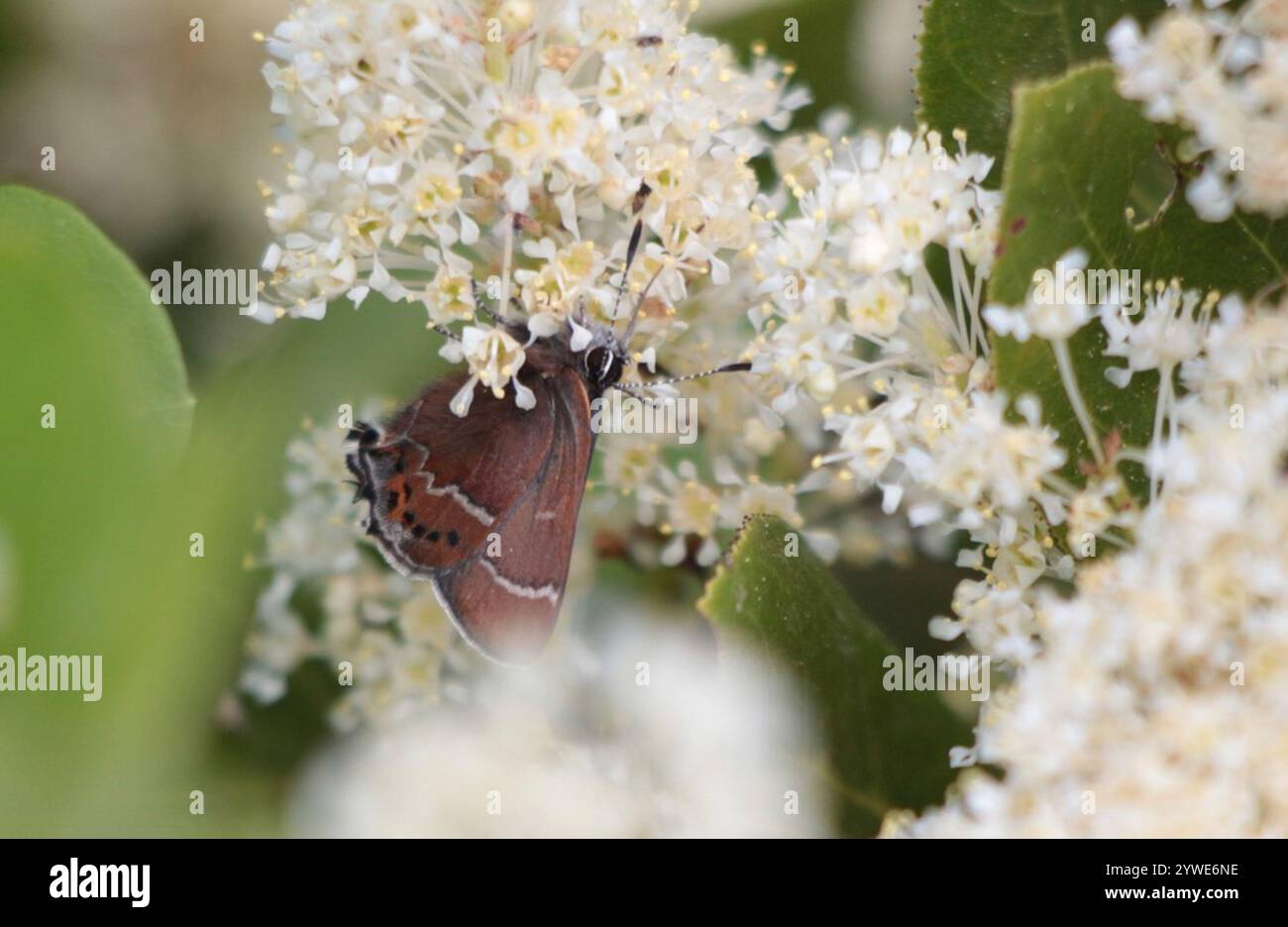 Callophrys spinetorum hi-res stock photography and images - Alamy