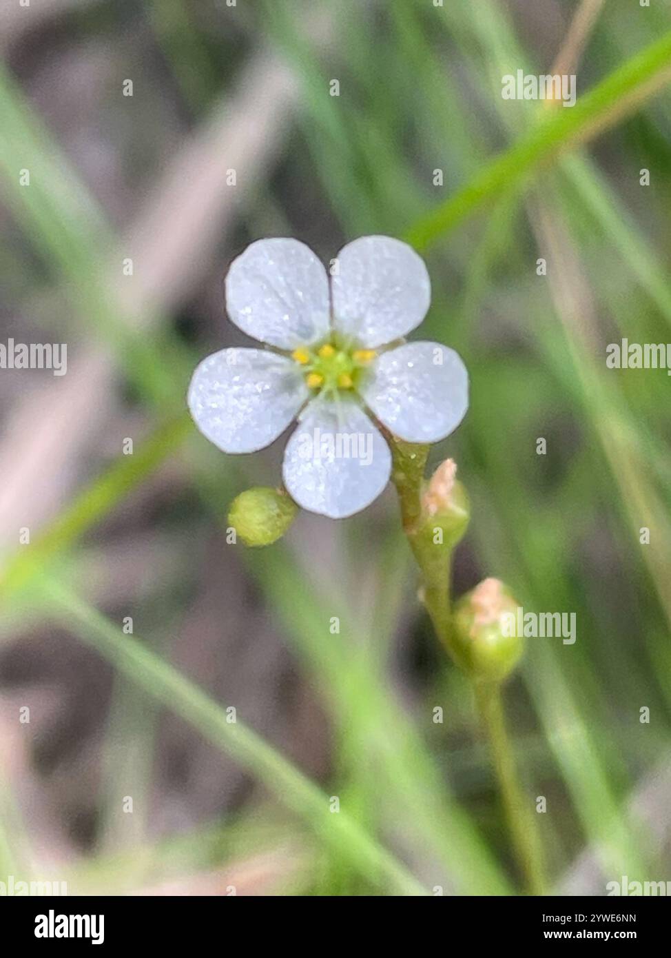 Pink Sundew (Drosera capillaris Stock Photo - Alamy