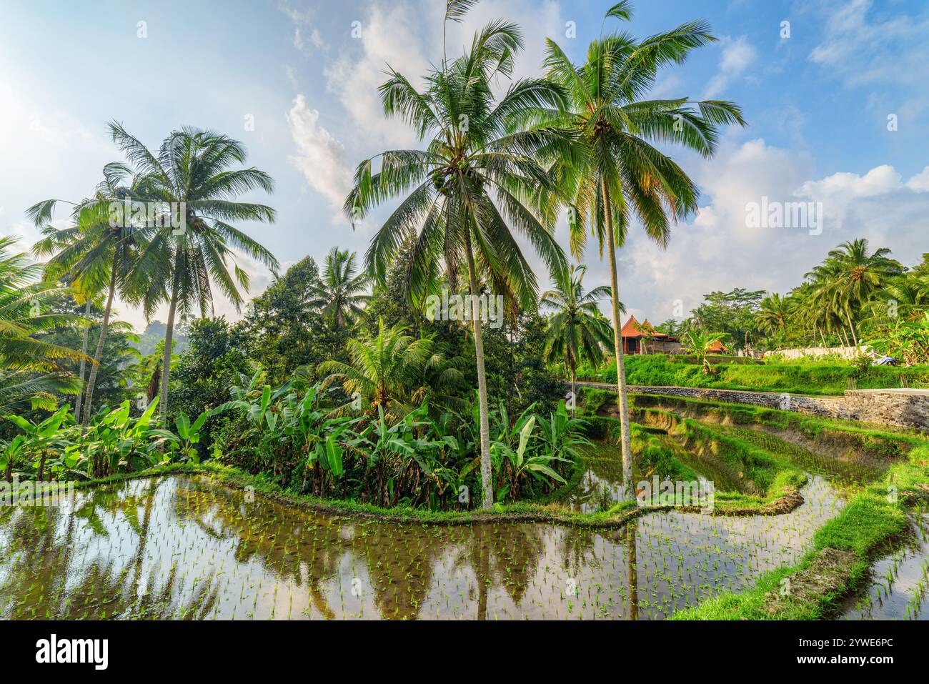 Awesome view of scenic rice terraces in Bali, Indonesia Stock Photo - Alamy