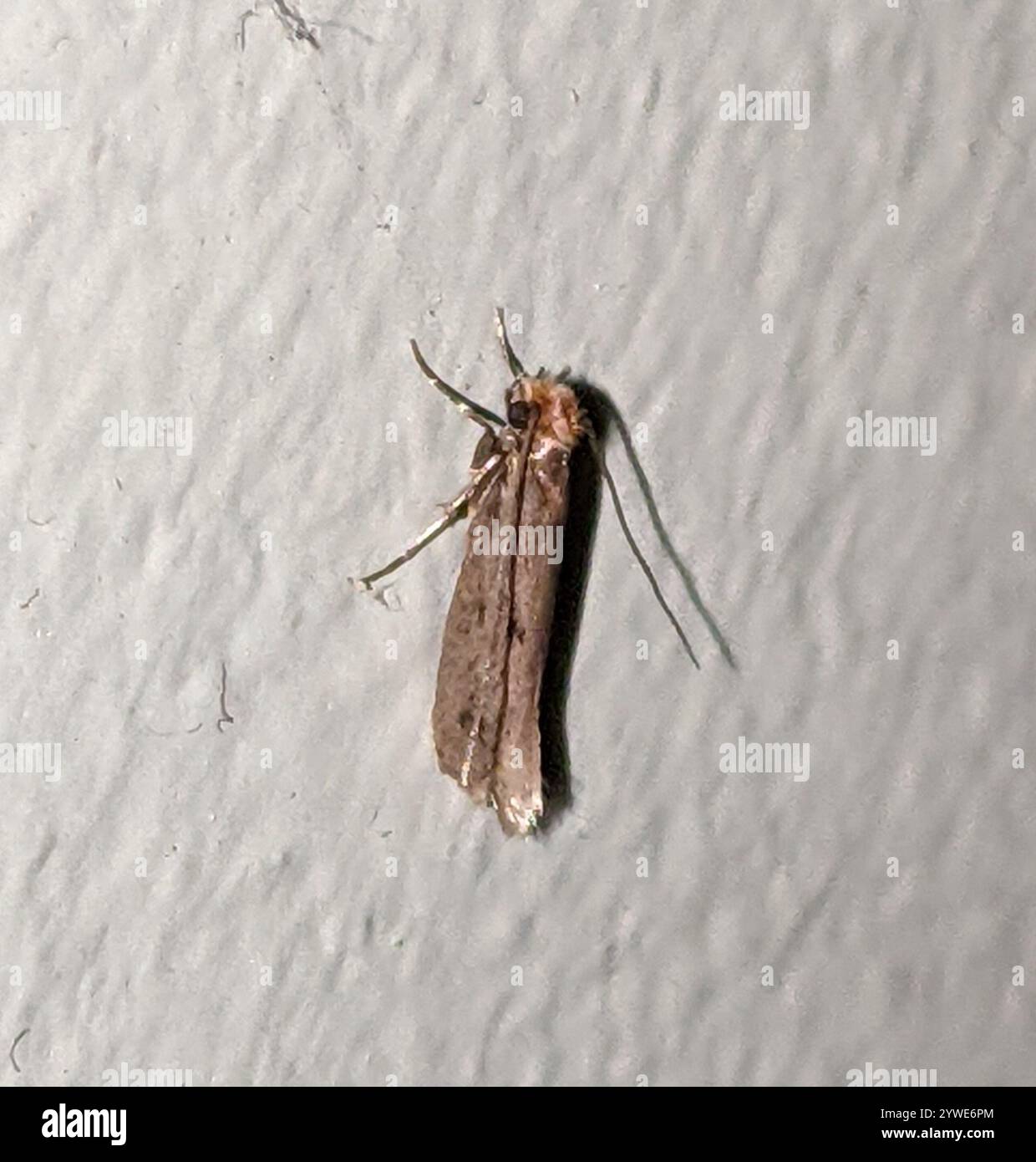 Case-bearing Clothes Moth (Tinea pellionella Stock Photo - Alamy