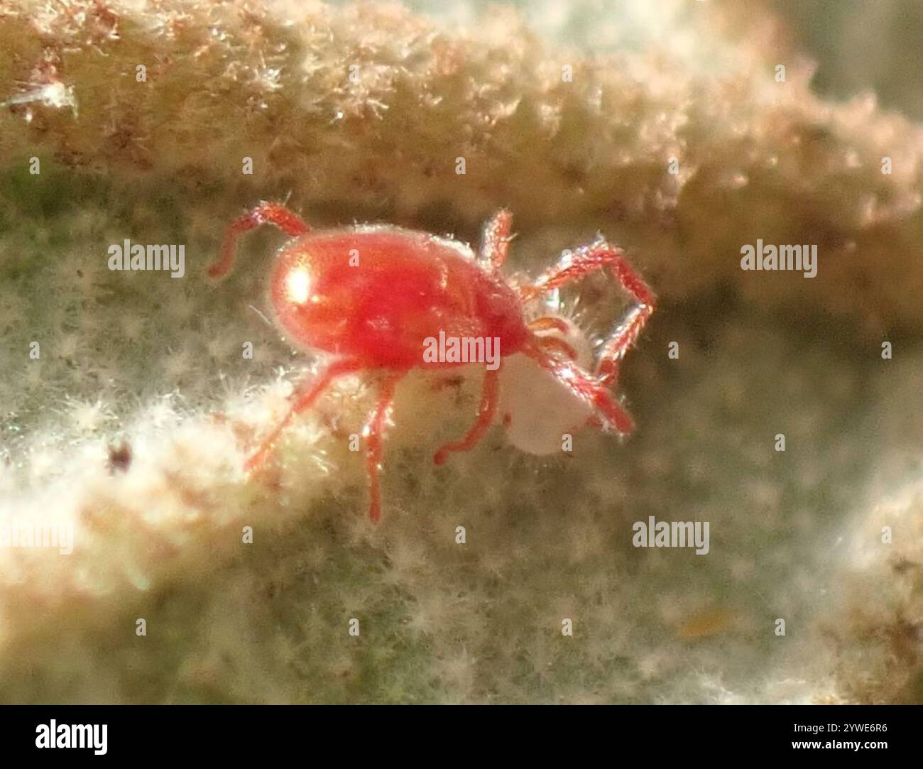 Mites and Ticks (Acari Stock Photo - Alamy
