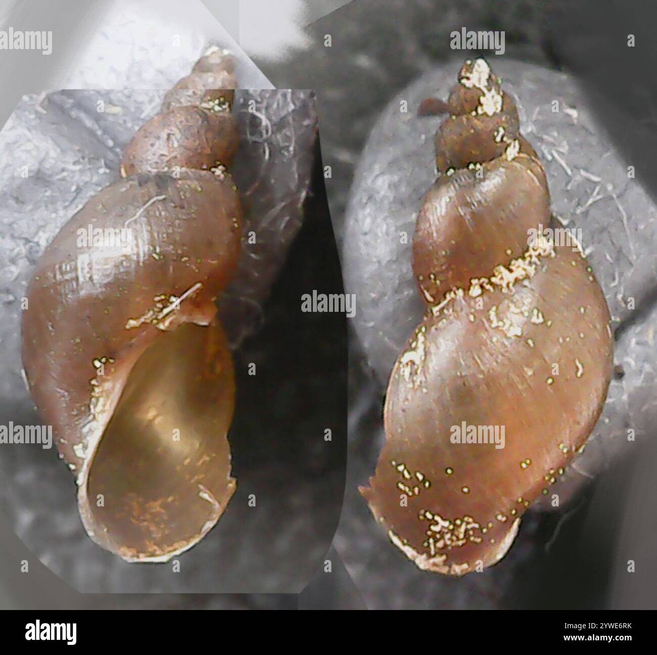 Dwarf pond snail (Galba truncatula Stock Photo - Alamy